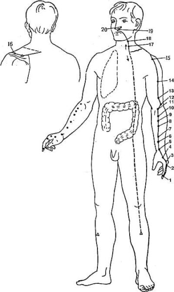 The Large Intestine Meridian and its functions - BION-X